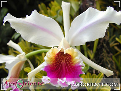 Orquídeas: Cattleya rex Var. Flamea | Orquídeas Amazónicas del Perú ...